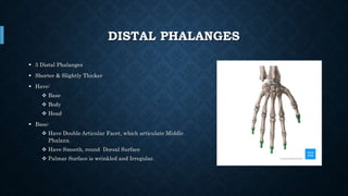 Phalanges (Completed).pptx