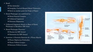 Phalanges (Completed).pptx