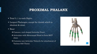 Phalanges (Completed).pptx