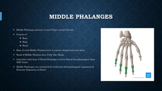 Phalanges (Completed).pptx