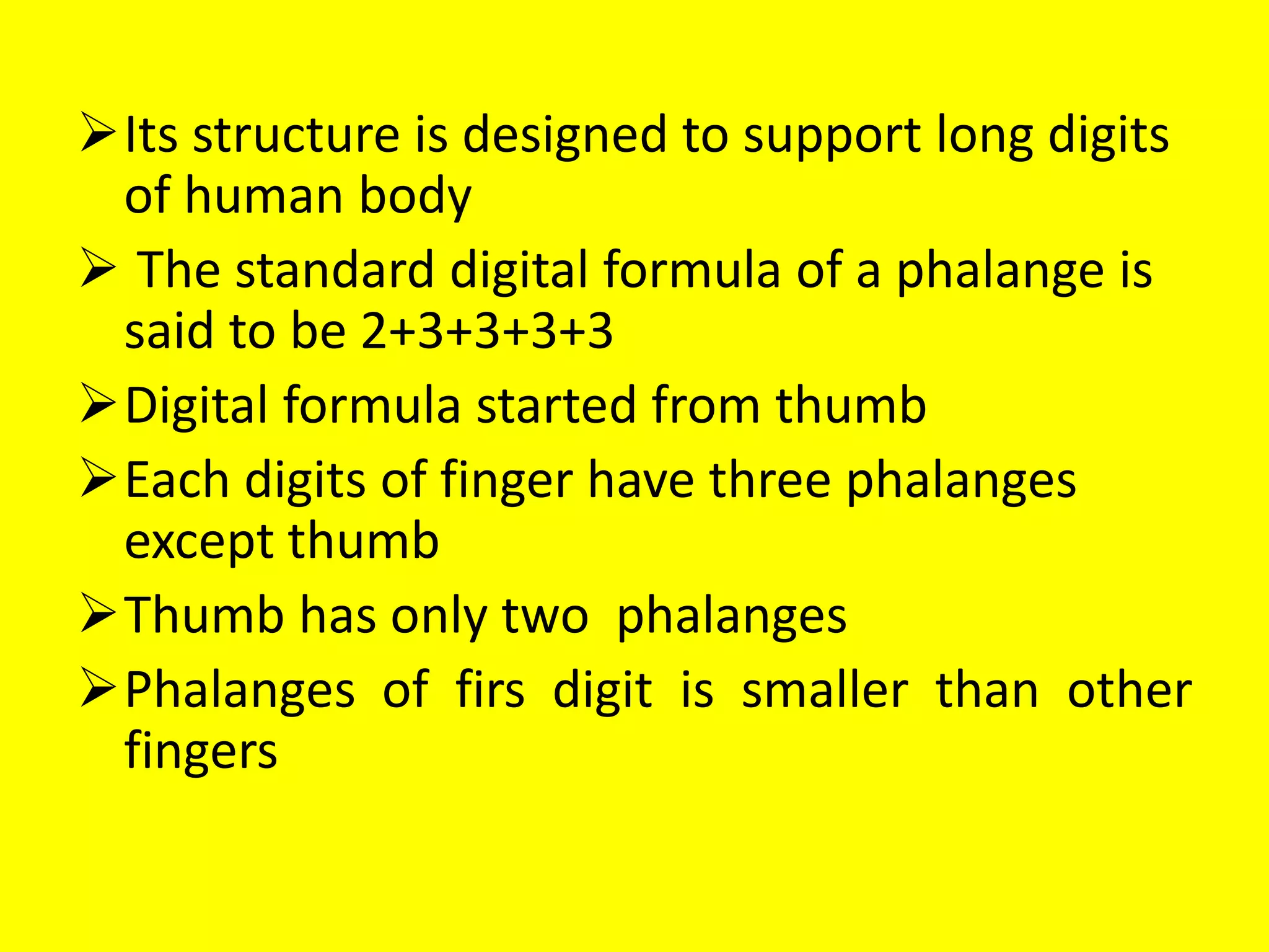 Phalanges of upper limb | PPTX