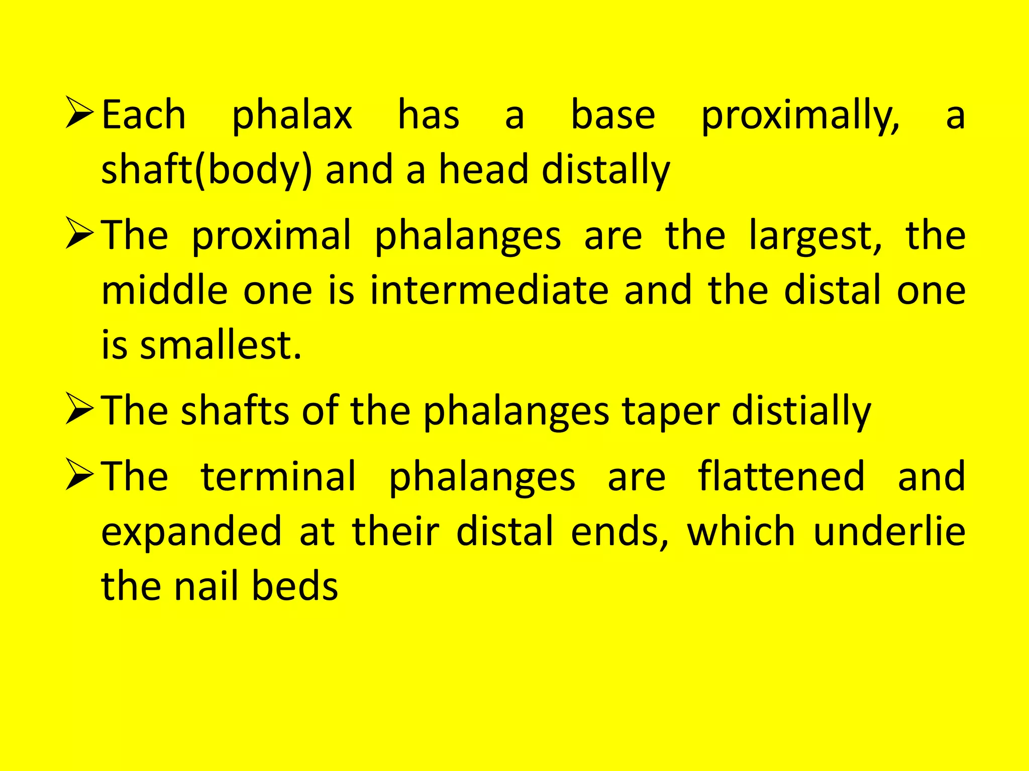 Phalanges of upper limb | PPTX