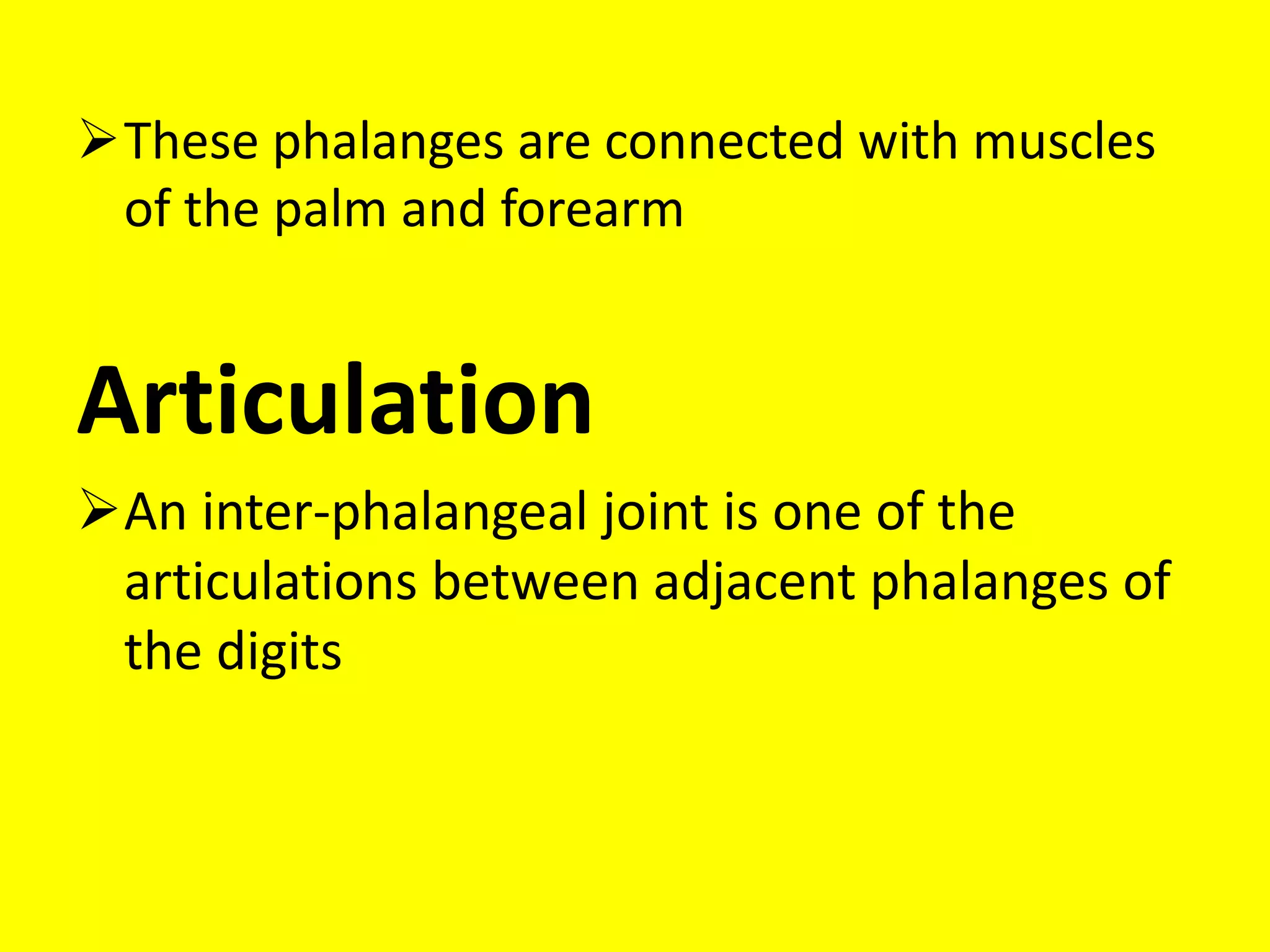 Phalanges of upper limb | PPTX