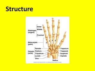 Phalanges of upper limb | PPTX
