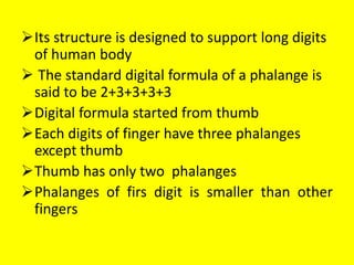 Phalanges of upper limb | PPTX