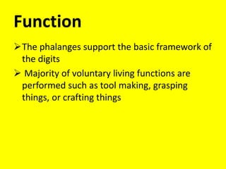 Phalanges of upper limb | PPTX