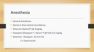 Phallectomy | PPTX | Surgery | Medical Health
