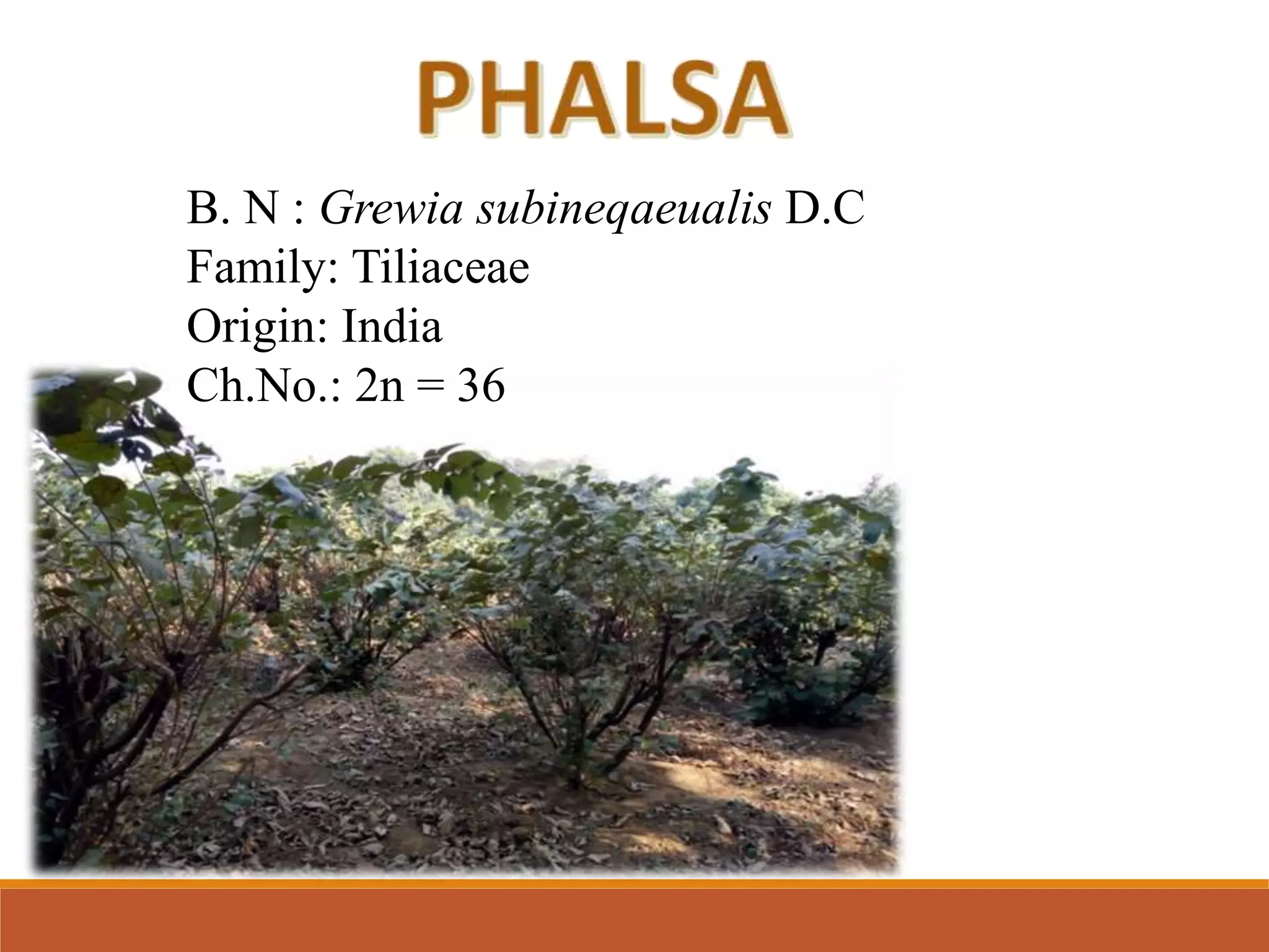 Phalsa | PPTX