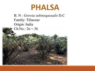 Phalsa | PPTX