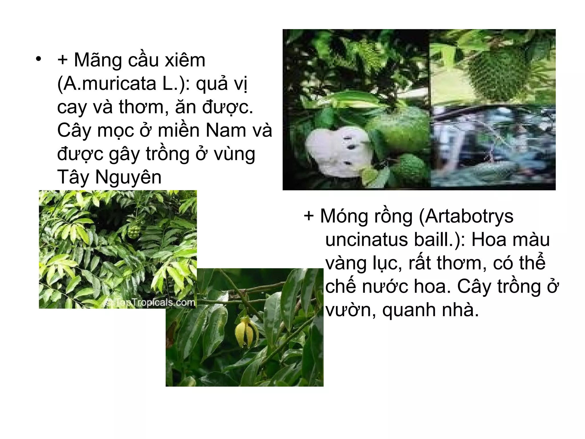 Phan loai-thuc-vat | PPT