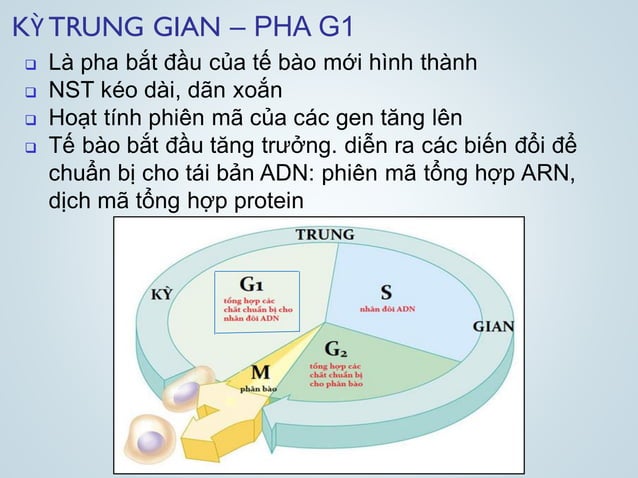 Phan chia te bao Eukaryote dong vat thuc vat | PPT