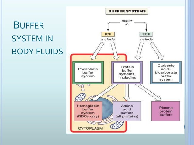 Ph and buffer | PPTX | Chemistry | Science