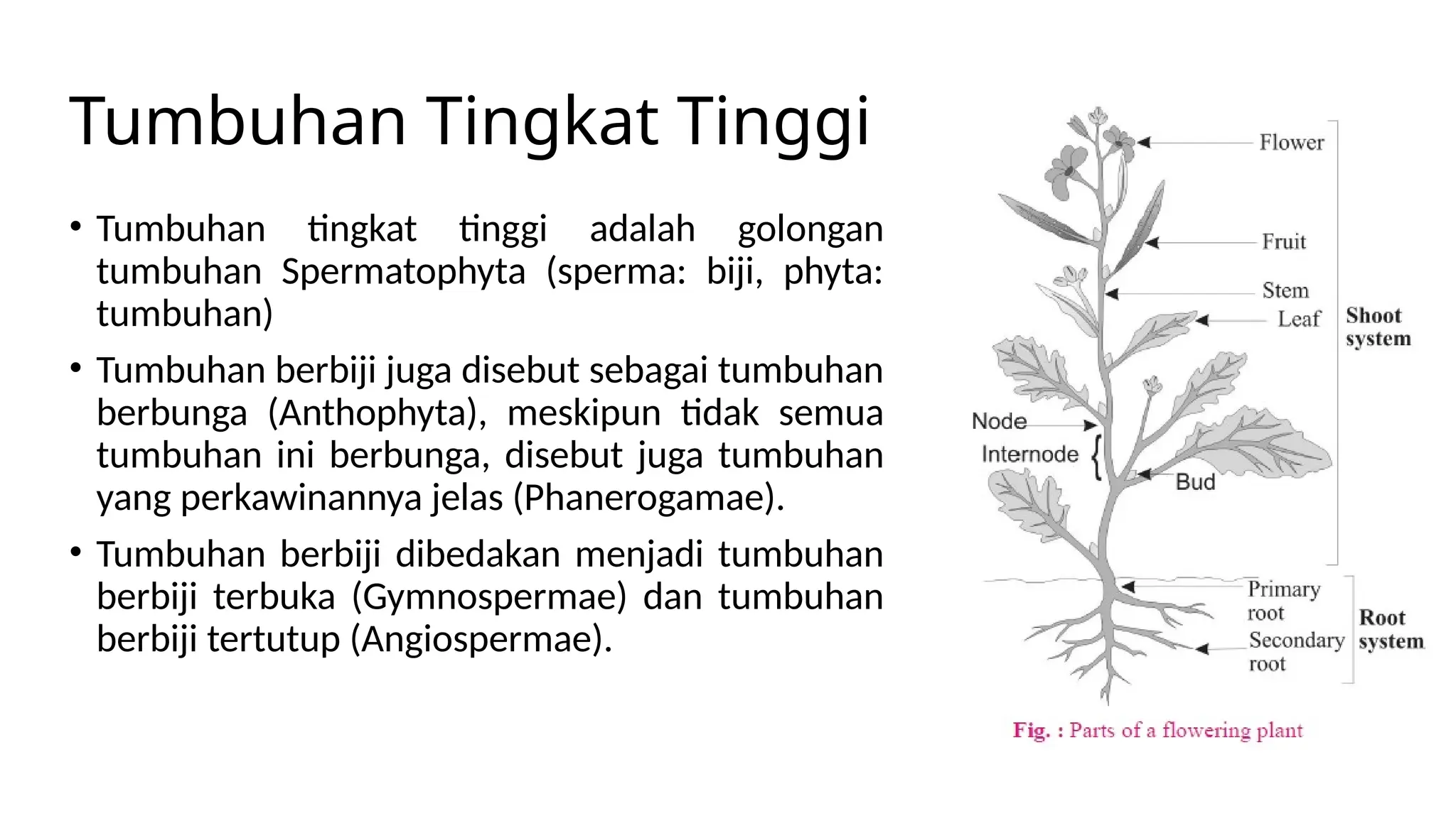 Materi perkuliahan tentang PHANEROGAMAE.pptx