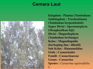 Phanerogamae (hutan serangan) | PPTX