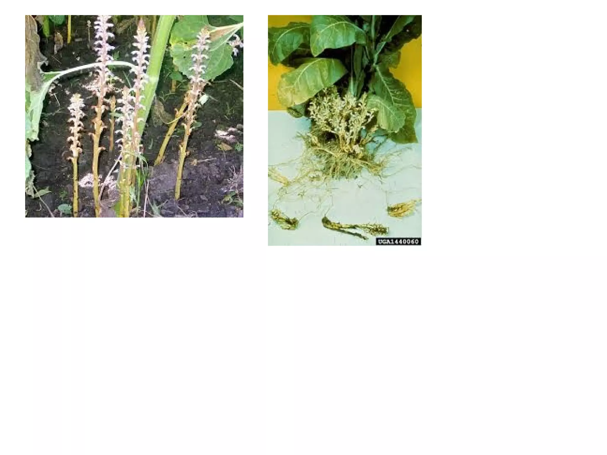 Phanerogamic plant parasites | PPT