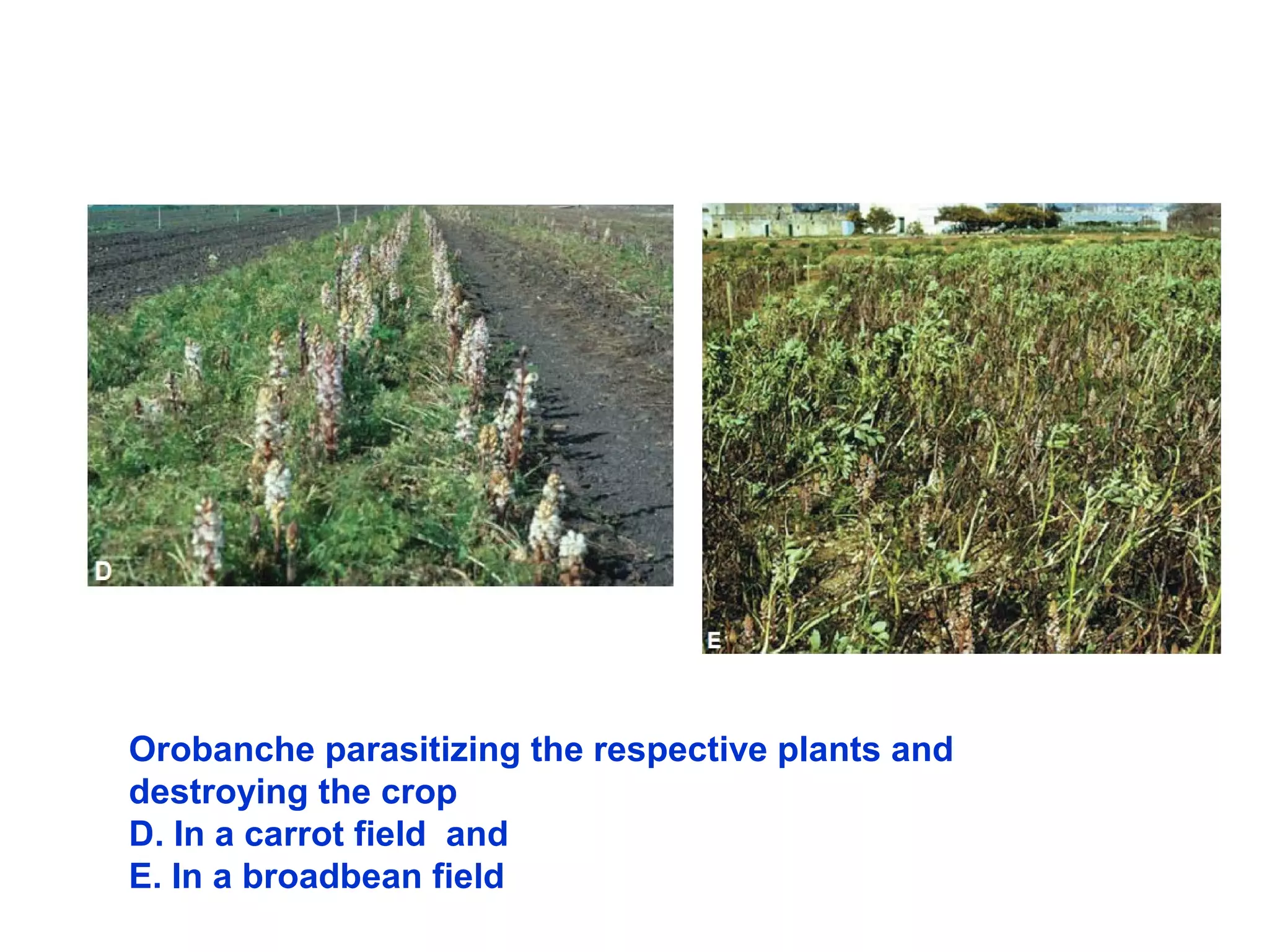 Phanerogamic plant parasites | PPT