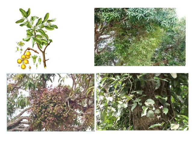 Phanerogamic plant parasites | PPT | Gardening | Home & Garden