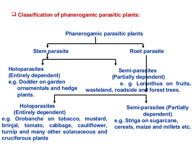 Phanerogamic plant parasites