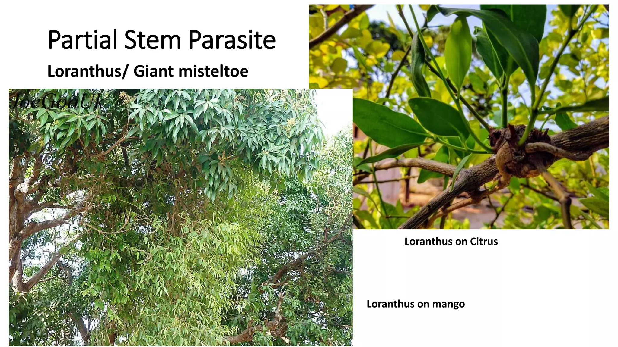 Phanerogamic plant parasites.pptx