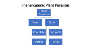 Phanerogamic plant parasites.pptx
