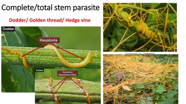 Phanerogamic plant parasites.pptx