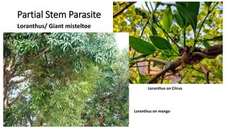 Phanerogamic plant parasites.pptx
