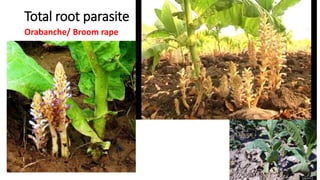 Phanerogamic plant parasites.pptx