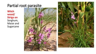 Phanerogamic plant parasites.pptx