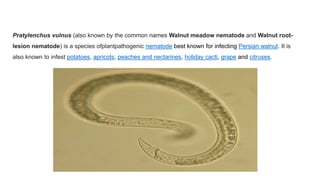 pratylenchus vulnus | PPTX