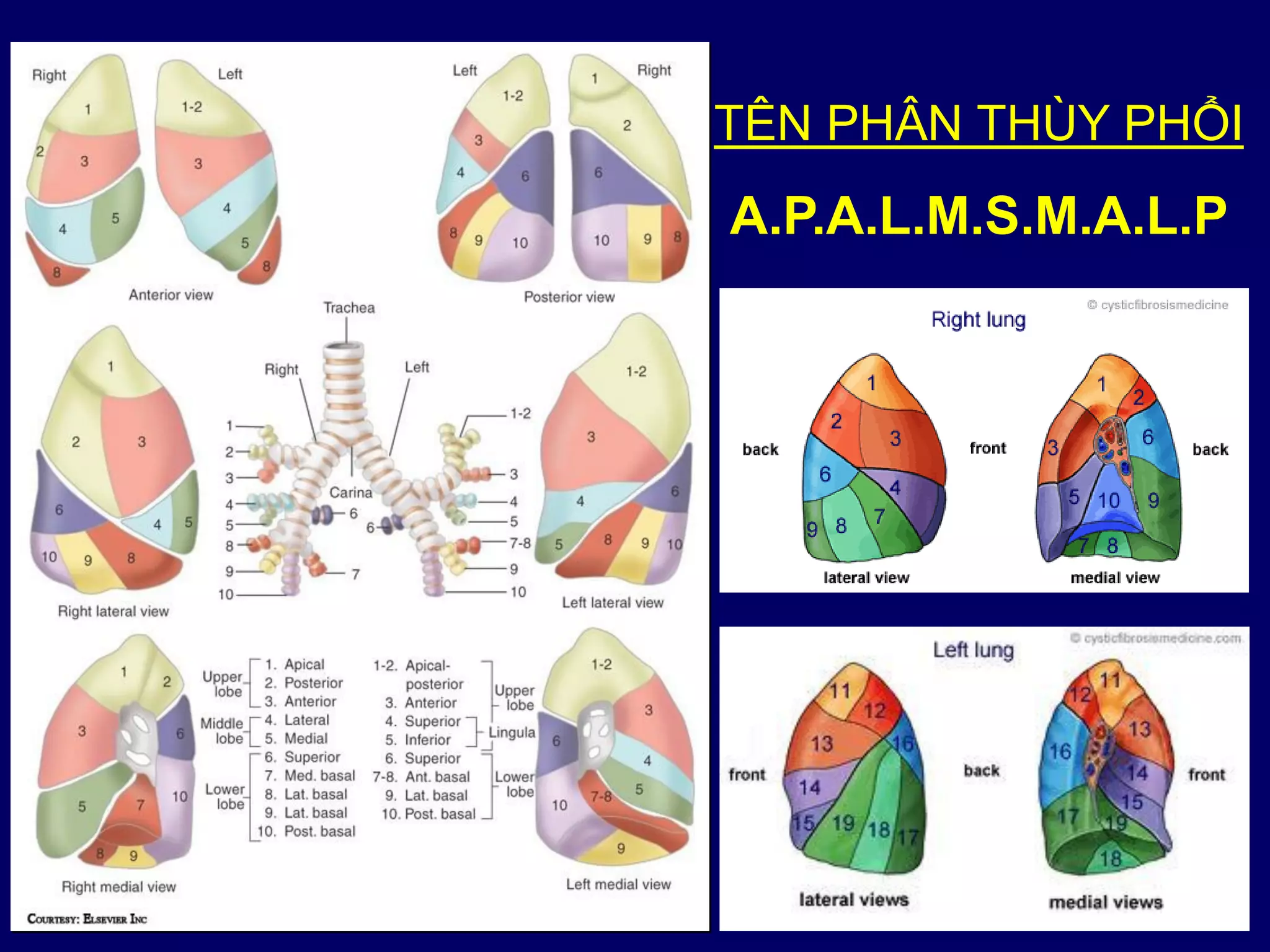 PHÂN TÍCH HÌNH ẢNH X QUANG LỒNG NGỰC | PDF