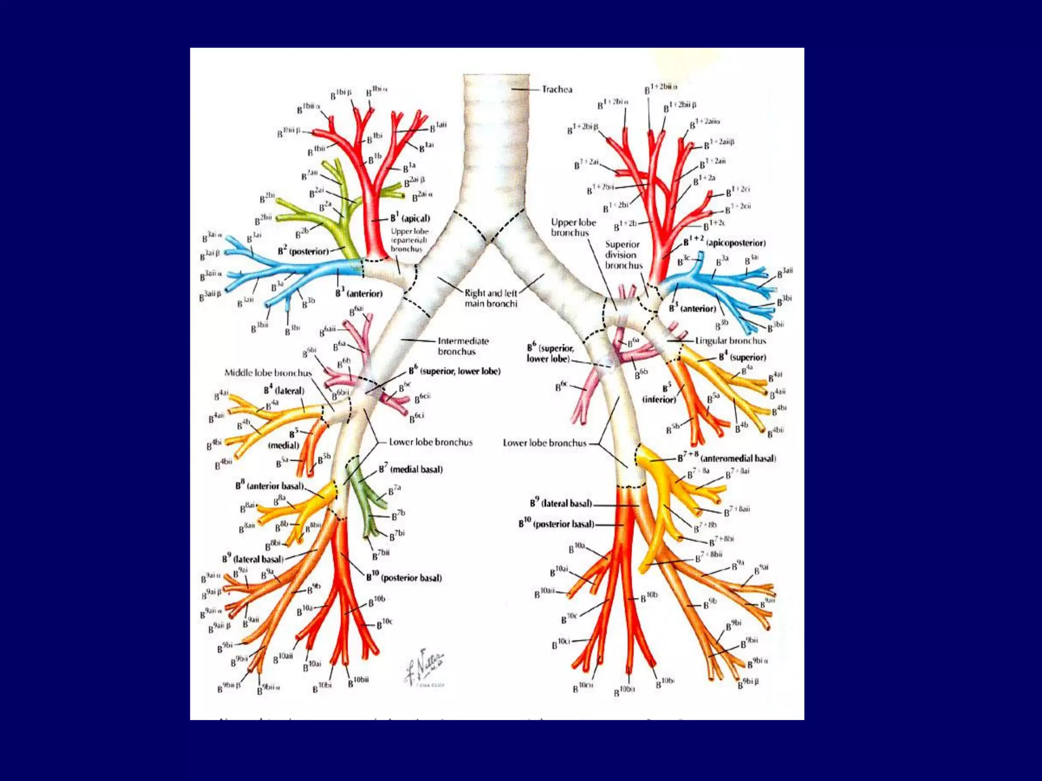PHÂN TÍCH HÌNH ẢNH X QUANG LỒNG NGỰC | PDF