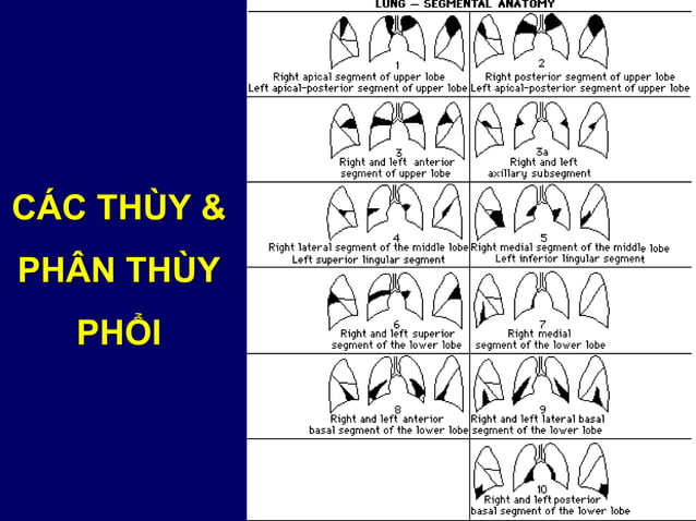 PHÂN TÍCH HÌNH ẢNH X QUANG LỒNG NGỰC | PDF