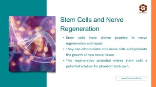 Phantom Limb Pain: Exploring Stem Cell Solutions - Dr. David Greene.pptx