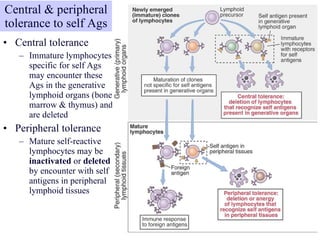 Pharm immuno12 &13 tolerance & autoimmunity | PPT