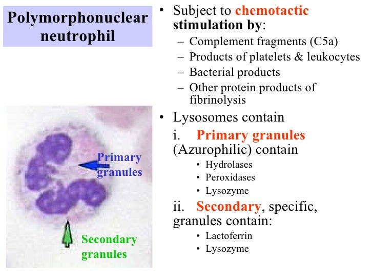 Pharm immuno2 cells of the immune system