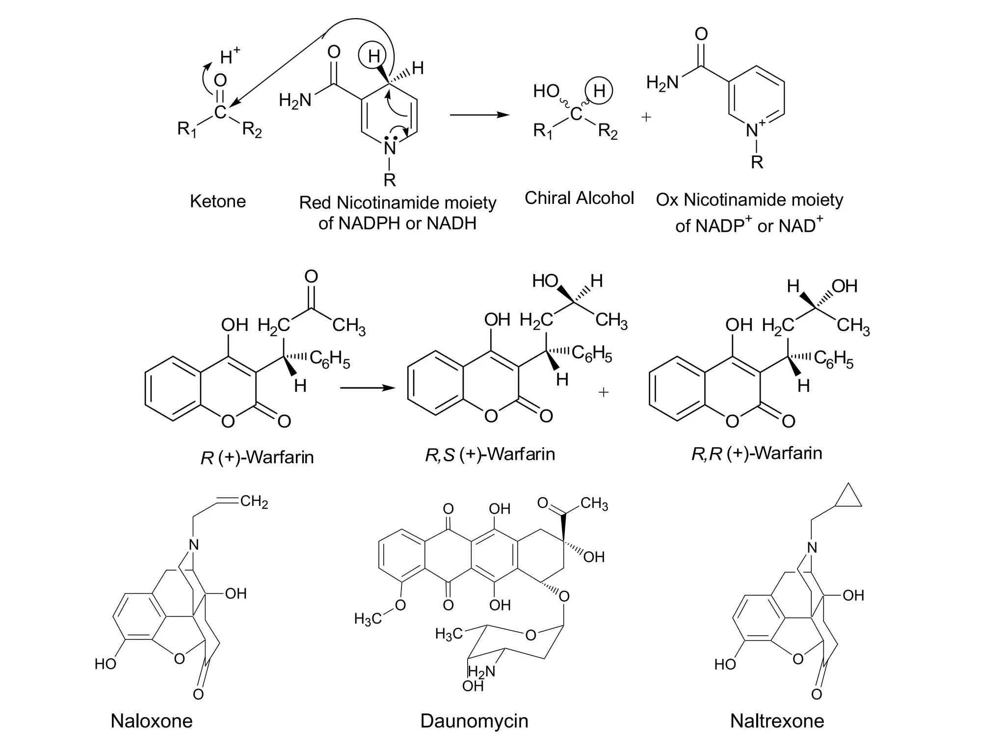 PHARM4515-5__Drug_Metabolism_ biotransformation reactions.ppt