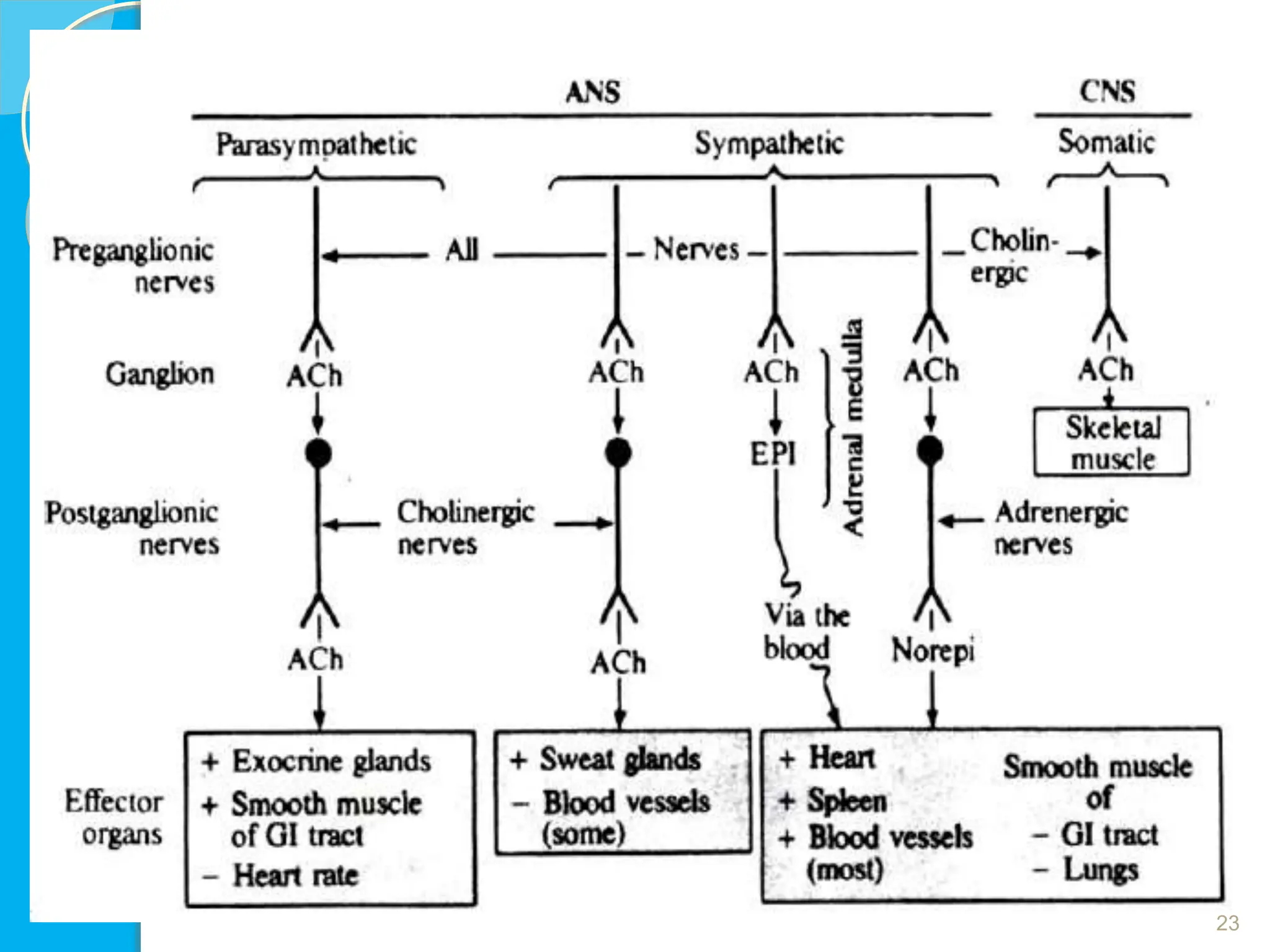 pharmacology autonomous nervous system s.pptx