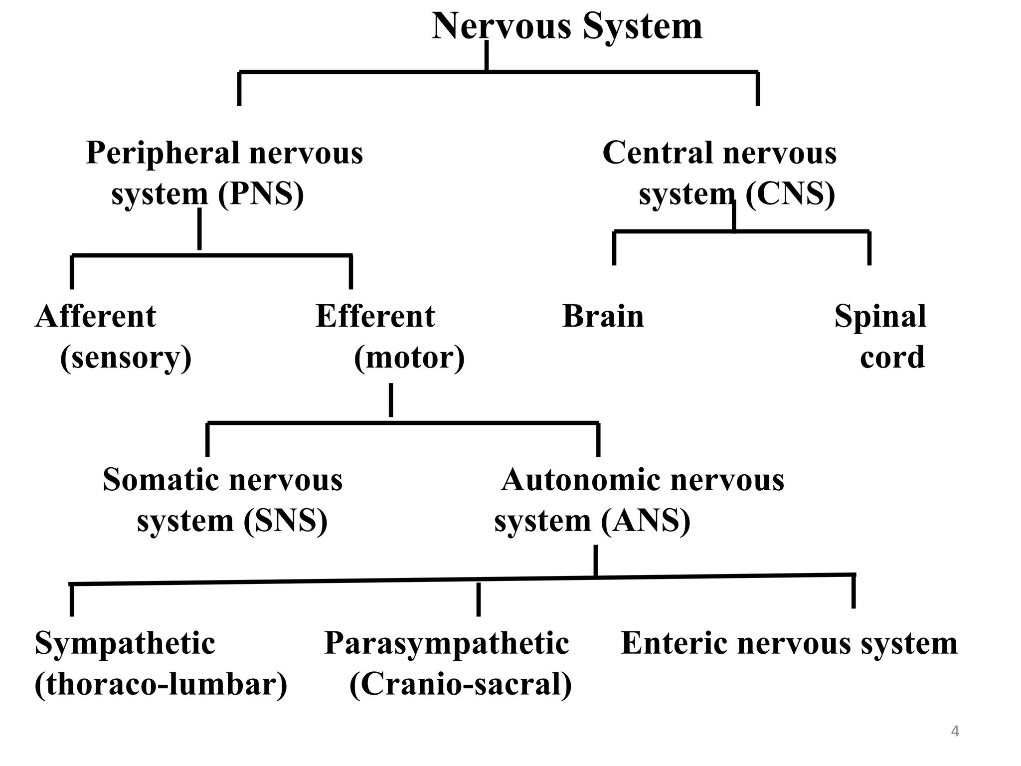 pharmacology autonomous nervous system s.pptx