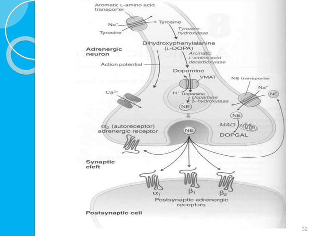pharmacology autonomous nervous system s.pptx
