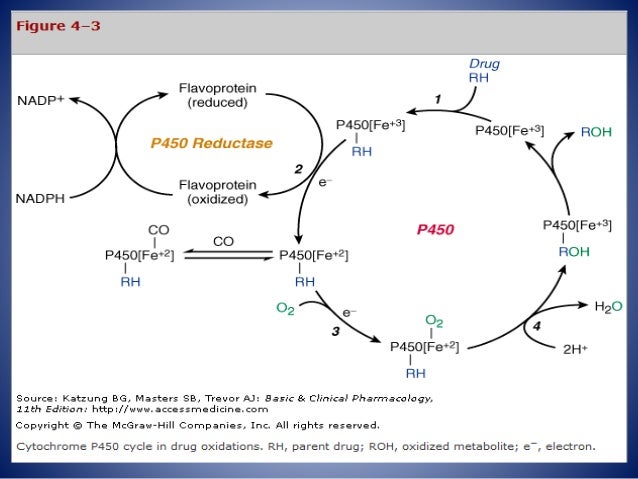 [Pharma] biotransformation