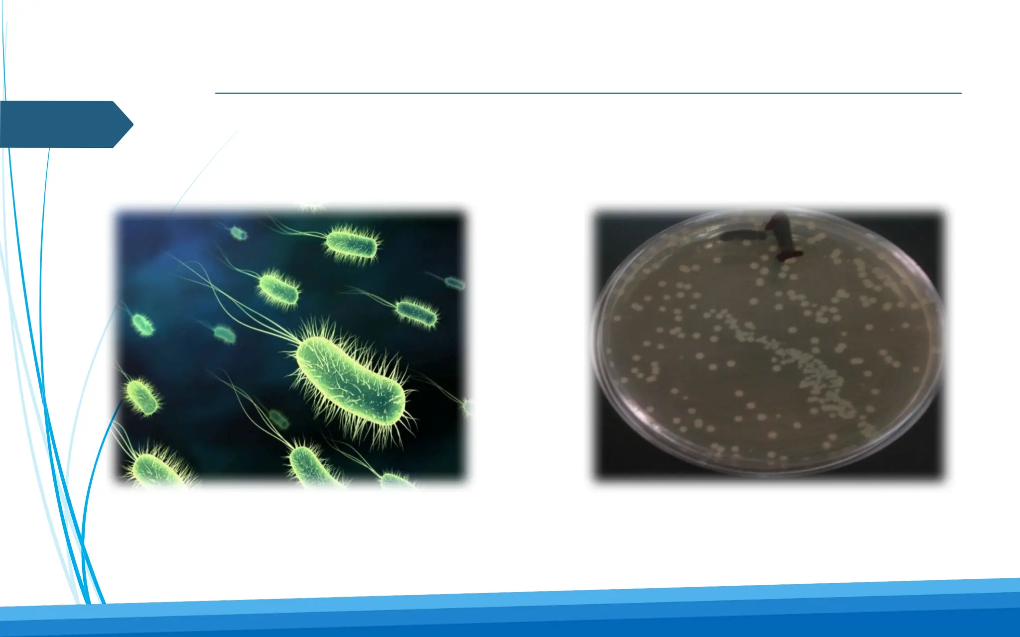 Pharmaceutical Microbiology Lab Layout & Functions.pptx
