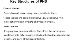 Anatomy of autonomic nervous system PHARMACO.pptx