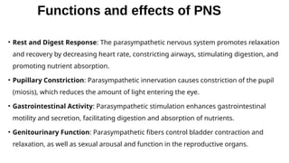 Anatomy of autonomic nervous system PHARMACO.pptx