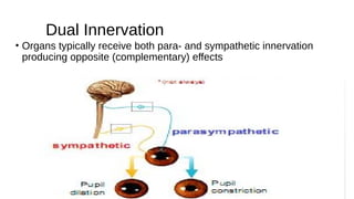 Anatomy of autonomic nervous system PHARMACO.pptx