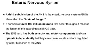 Anatomy of autonomic nervous system PHARMACO.pptx