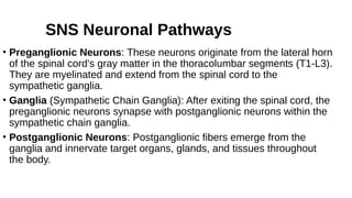 Anatomy of autonomic nervous system PHARMACO.pptx