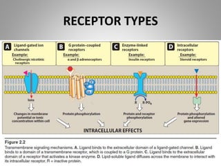 Dental Pharmacology- Pharmacodynamic | PPTX