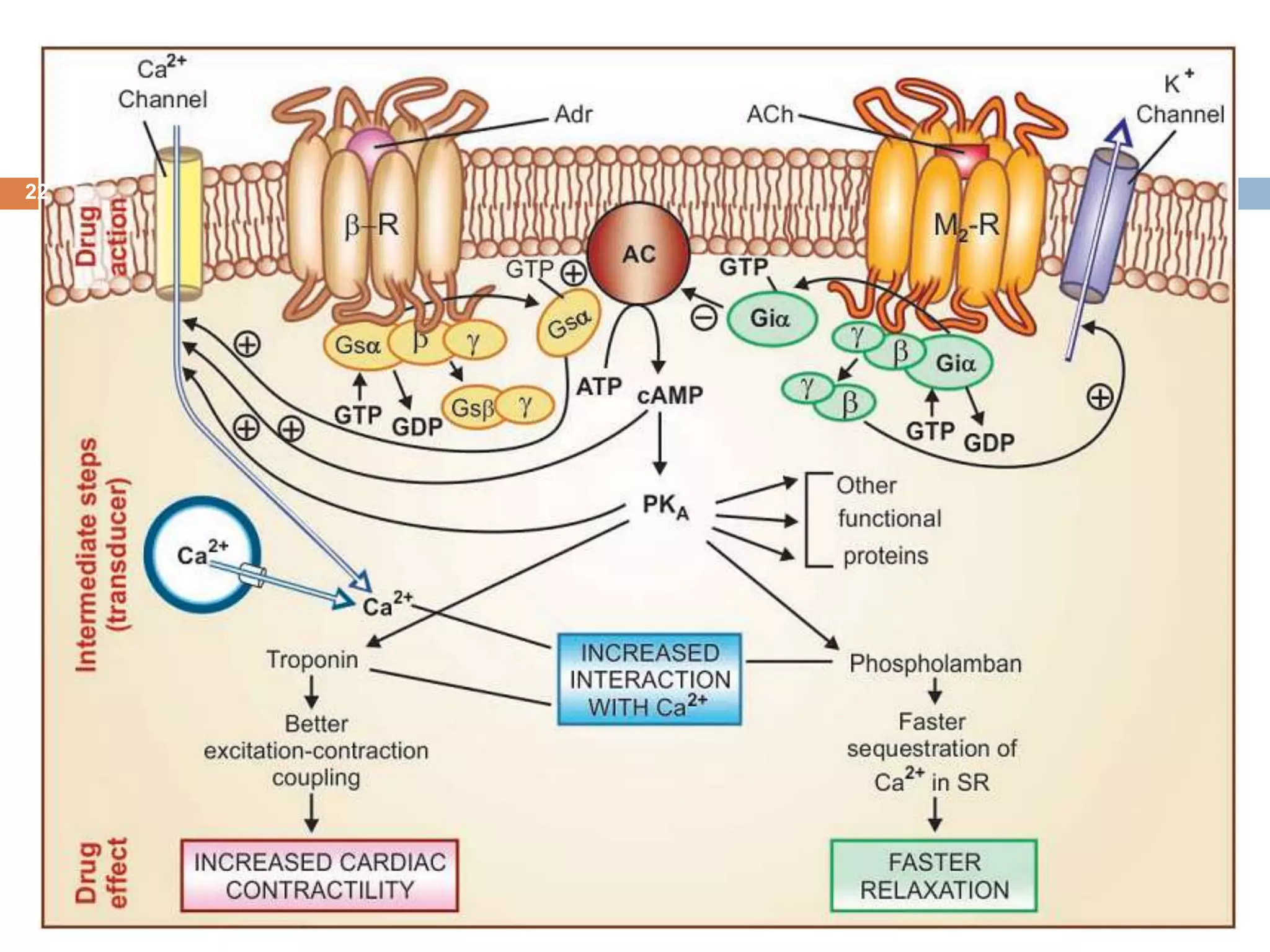 Pharmacodynamics | PPTX