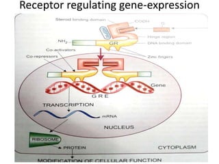 Pharmacodynamics | PPTX