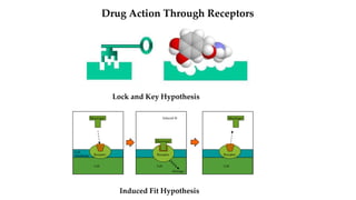 Pharmacodynamics | PPTX
